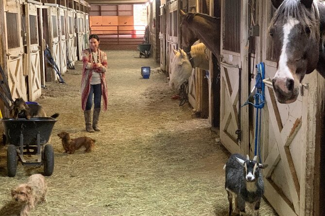 Horseback Rides, Interactions, and Petting Zoo - Additional Practical Details