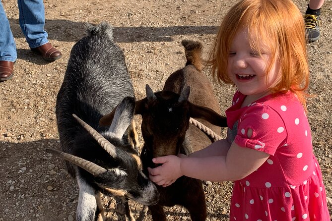 Horseback Rides, Interactions, and Petting Zoo - Final Thoughts: Is This Experience Right for You?