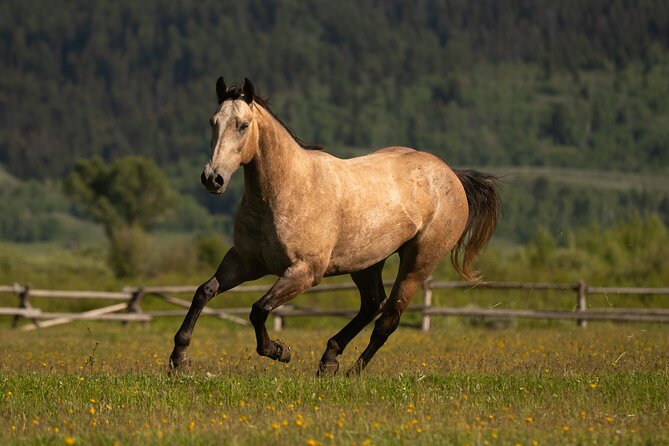 Horseback Riding with Grand Teton Views in Jackson Hole - An In-Depth Look at the Experience