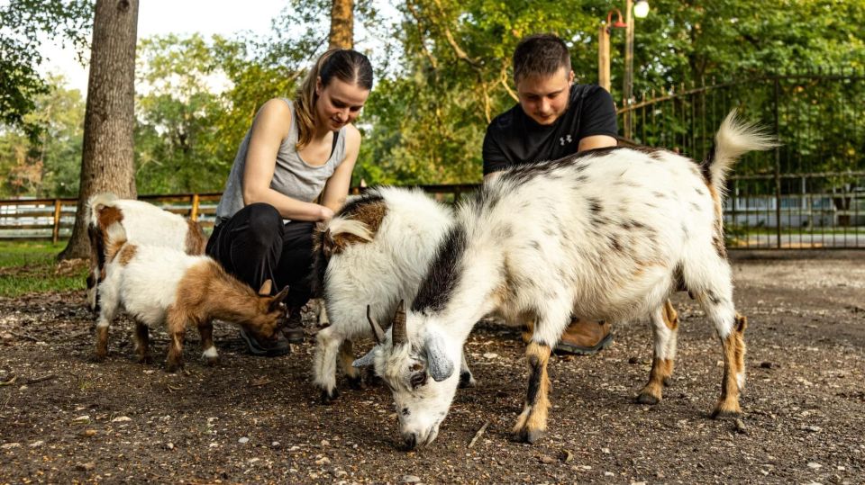 Houston: Adorable mini goats experience e - The Experience: What You Can Expect
