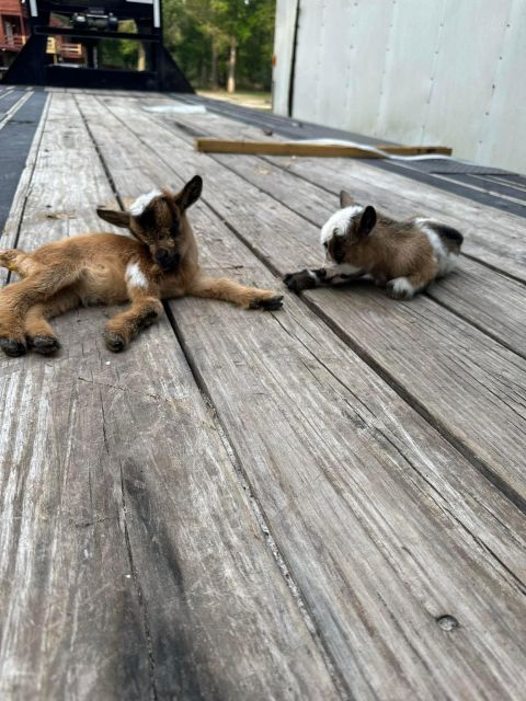 Houston: Adorable mini goats experience e - The Value: Is It Worth the Price?