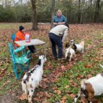 Houston: Adorable mini goats experience e - Practical Details