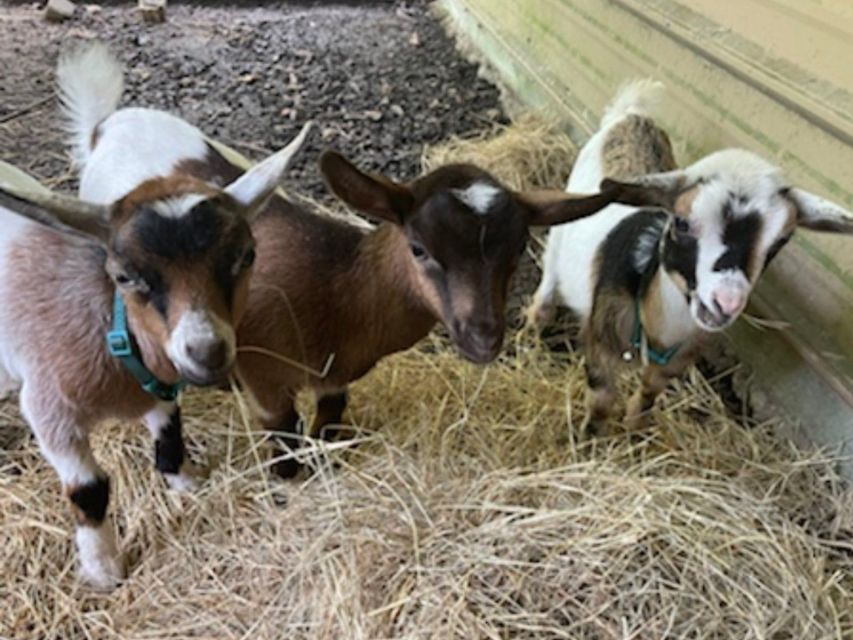 Houston: Adorable mini goats experience e - Authenticity and Unique Aspects