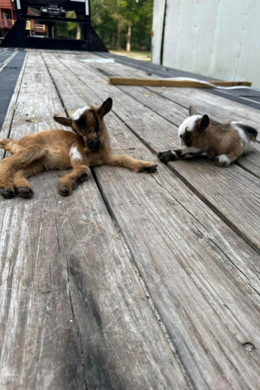 Houston: Adorable mini goats experience e - Who Should Consider This Tour?