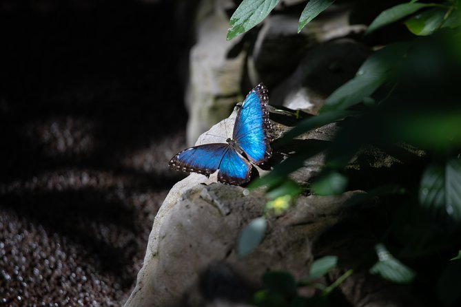Houston Museum of Natural Science and Cockrell Butterfly Center - What to Expect from Your Visit