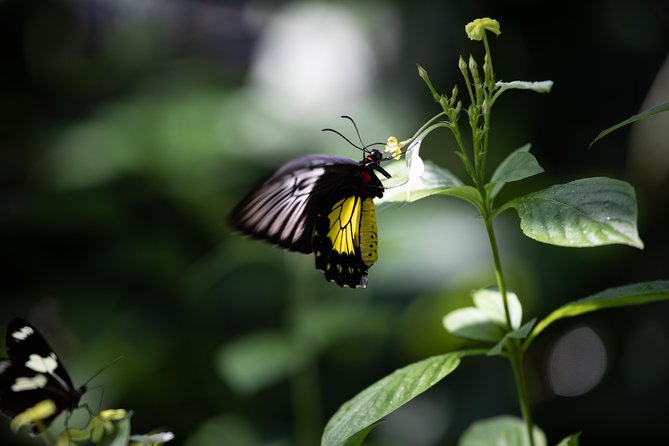 Houston Museum of Natural Science and Cockrell Butterfly Center - How the Day Unfolds