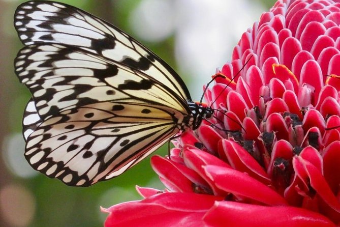 Houston Museum of Natural Science and Cockrell Butterfly Center - Who Will Love This Experience?