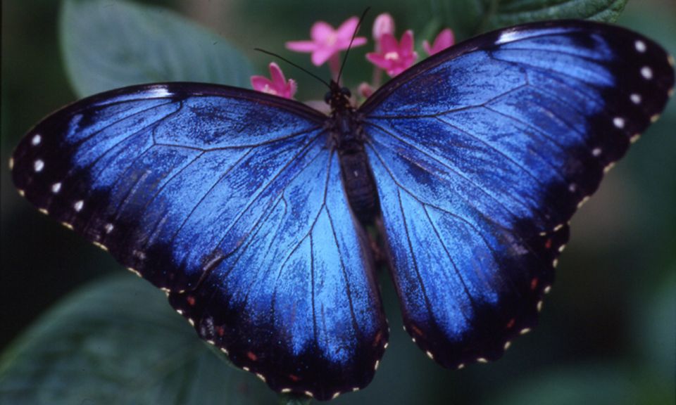 Houston Museum of Natural Science: Cockrell Butterfly Center - An In-Depth Look at the Butterfly Experience