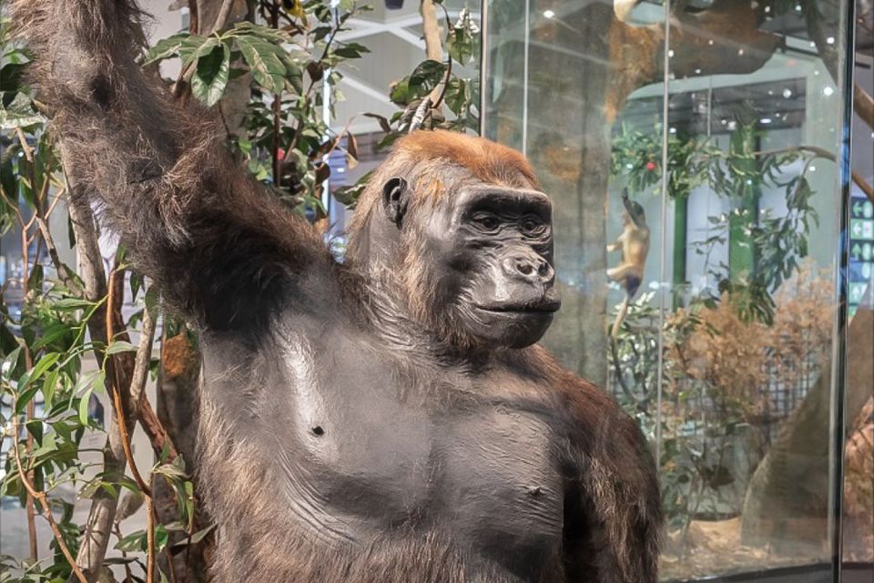 Houston Museum of Natural Science General Admission Ticket - Who Will Love This Museum?