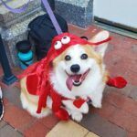 Howl O Ween Doggy Costume Party Cruise - Frequently Asked Questions