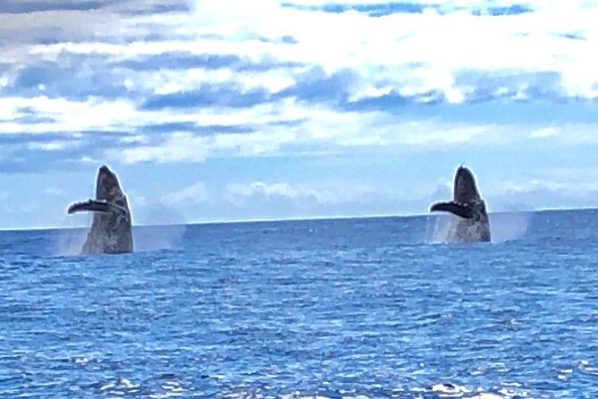 Humpback Whale and Dolphin Watch in Kona - Why You’ll Love the Humpback Whale and Dolphin Watch