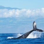 Humpback Whale and Dolphin Watch in Kona - What to Expect During the Tour