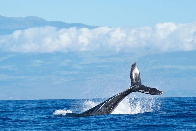 Humpback Whale and Dolphin Watch in Kona - What to Expect During the Tour