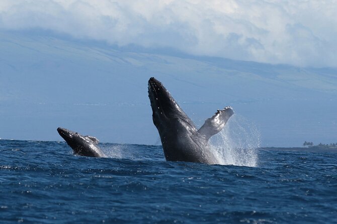 Humpback Whale and Dolphin Watch in Kona - Real Experiences from Reviewers