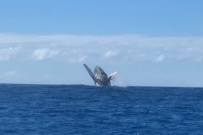 Humpback Whale and Dolphin Watch in Kona - The The Sum Up: Who Is This Tour For?
