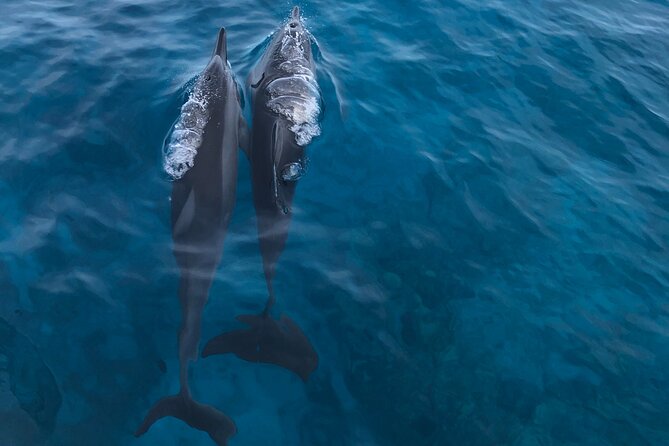 Humpback Whale Watching in Kailua-Kona Hawaii - The Cost and Its Value