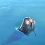 Humpback Whale Watching in Kailua-Kona Hawaii - Detailed Breakdown of the Experience
