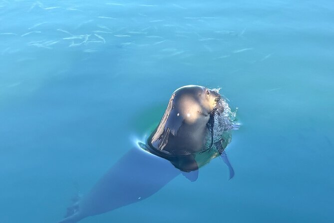 Humpback Whale Watching in Kailua-Kona Hawaii - Detailed Breakdown of the Experience