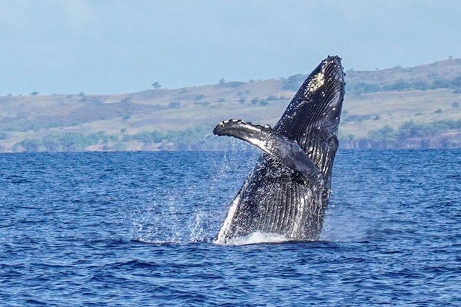 Humpback Whale Watching in Kailua-Kona Hawaii - The Impact of Reviews and Actual Experiences