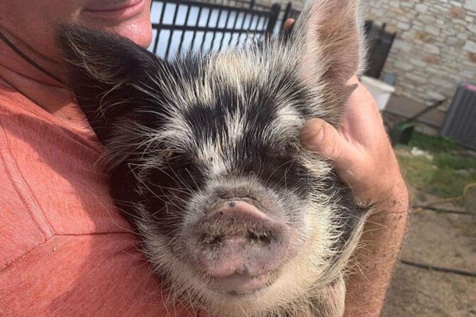Hutto Texas: Kune kune Pig Farm Visit - What’s This Tour All About?
