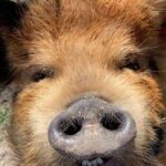 Hutto Texas: Kune kune Pig Farm Visit - What to Expect from the Experience