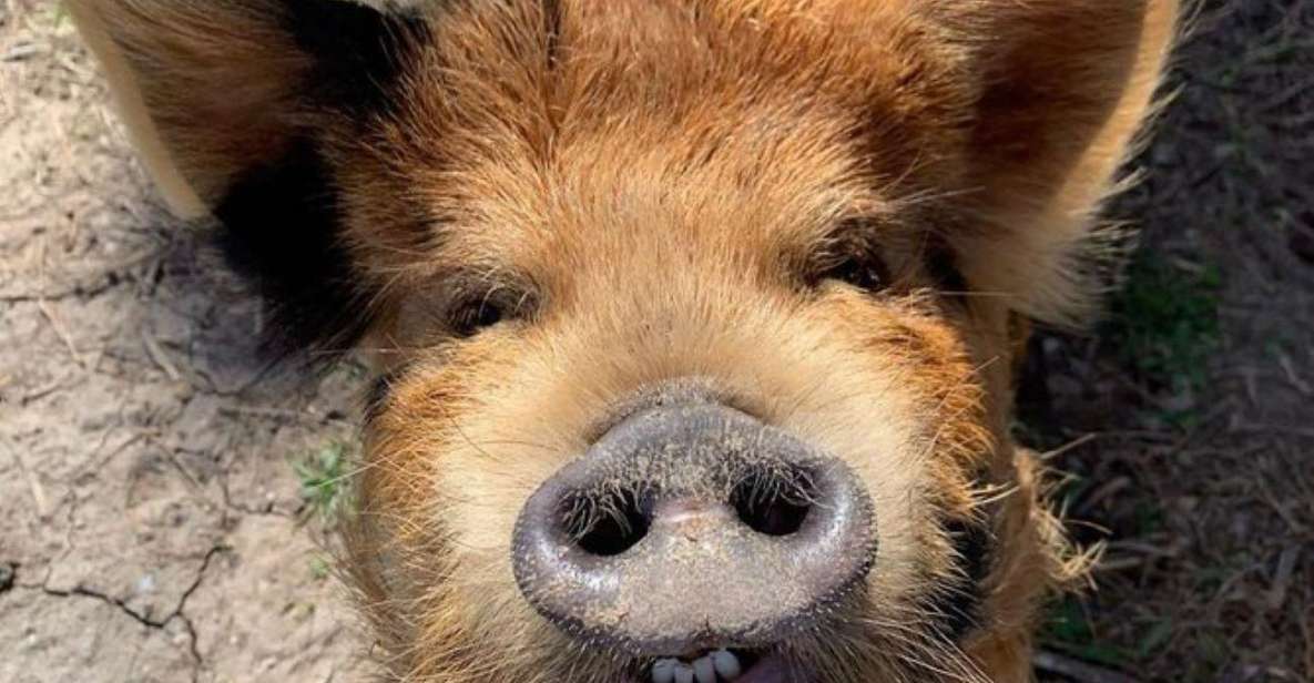 Hutto Texas: Kune kune Pig Farm Visit - What to Expect from the Experience