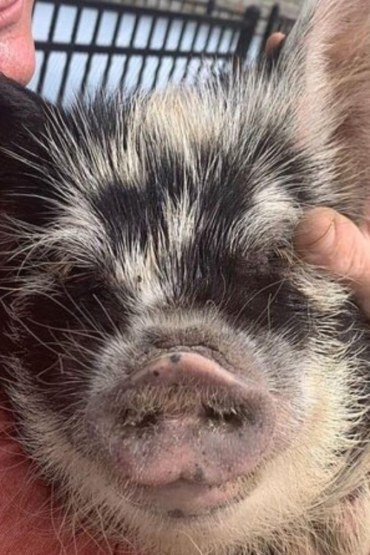 Hutto Texas: Kune kune Pig Farm Visit - Final Thoughts