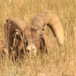 Icons of the West: Black Hills & Badlands 3-Day Tour - The Practical Side: What to Expect