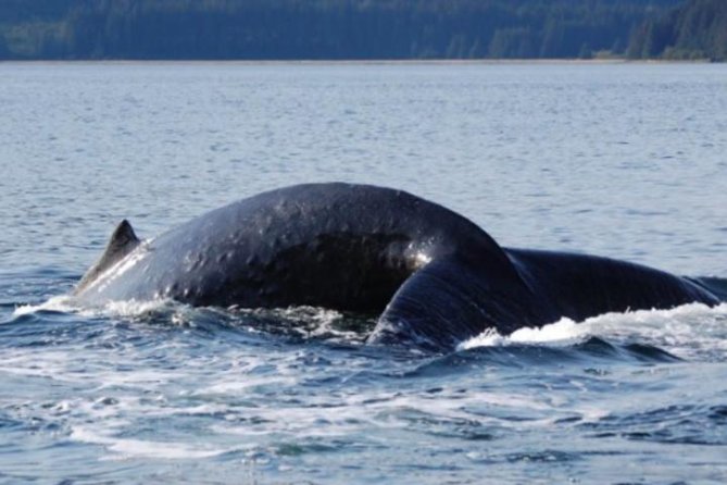 Icy Strait Shore Excursion: Whale Watching Adventure Tour - The Journey in Detail