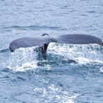 Icy Strait Shore Excursion: Whale Watching Adventure Tour - Why This Tour Offers Great Value