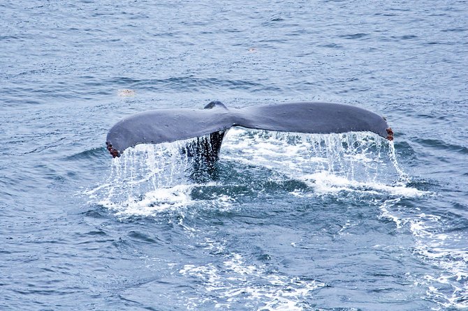 Icy Strait Shore Excursion: Whale Watching Adventure Tour - Why This Tour Offers Great Value
