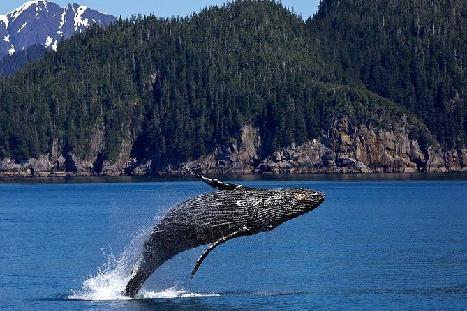Icy Strait Shore Excursion: Whale Watching Adventure Tour - Who Should Book This Tour?