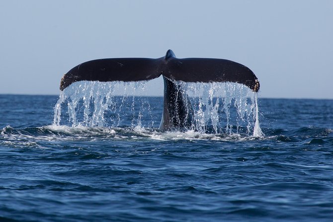 Icy Strait Shore Excursion: Whale Watching Adventure Tour - FAQs