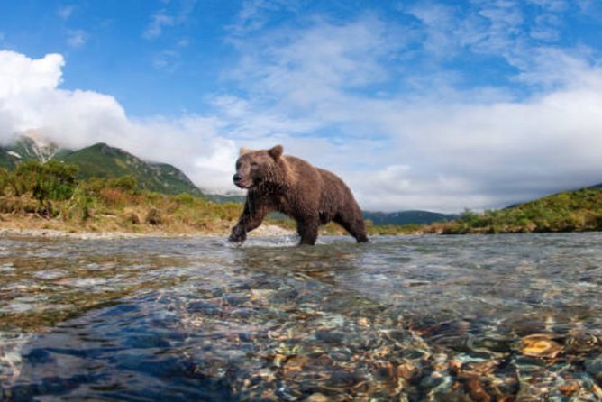 Icy Strait Small Group Shore Excursion: We're going on a bear hunt! - Price and Value