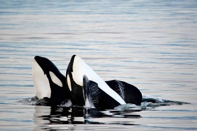 Icy Strait Whale & Wildlife Endeavor - An In-Depth Look at the Icy Strait Whale & Wildlife Endeavor