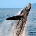 Icy Strait Whale & Wildlife Endeavor - Who Will Love This Tour?