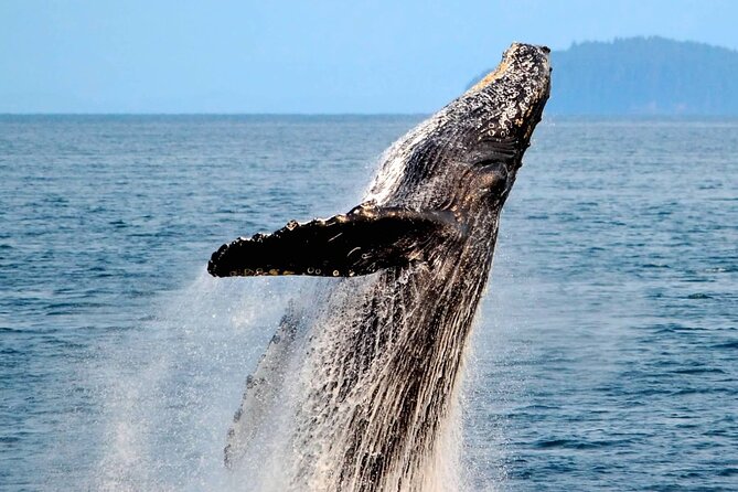 Icy Strait Whale & Wildlife Endeavor - Who Will Love This Tour?