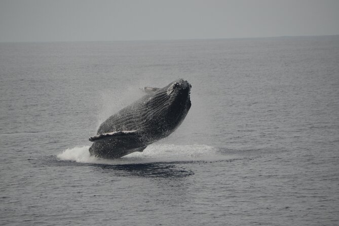'Imiloa Express Whale Watch and Cocktail Tour - What Sets This Tour Apart