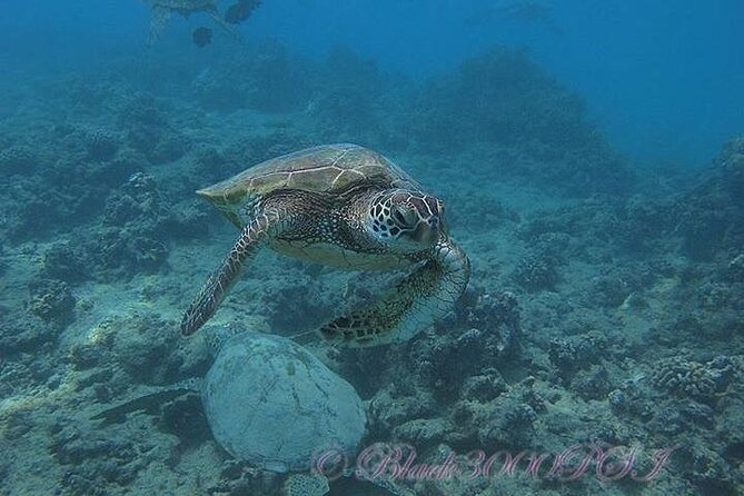 Incredibly Fun 2-Tank Boat Dive from Waikiki -Beginners Welcome - What to Expect from the Waikiki 2-Tank Boat Dive