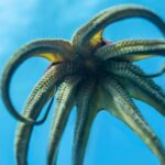Incredibly Fun 2-Tank Coral Reef South Shore Boat Dive in Oahu from Waikiki - The Sum Up: Is It Worth It?