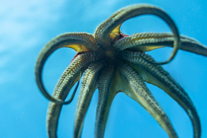 Incredibly Fun 2-Tank Coral Reef South Shore Boat Dive in Oahu from Waikiki - The Sum Up: Is It Worth It?