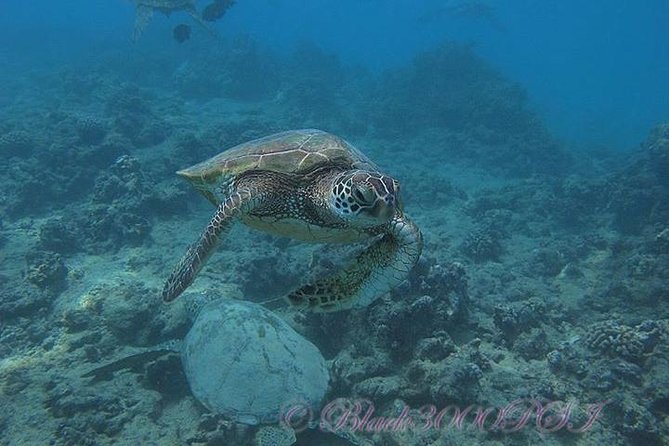 Incredibly Fun 2-Tank Coral Reef South Shore Boat Dive in Oahu from Waikiki - Final Thoughts