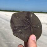 Indian River Lagoon Preserve Kayak Tour - Who Will Love This Experience?