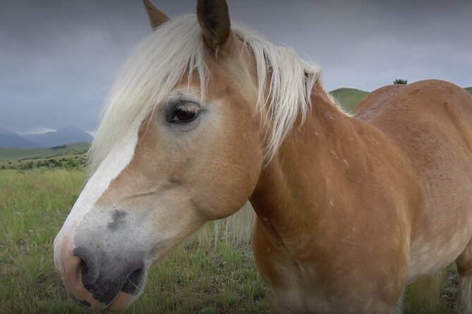 Indoor Horsemanship - What to Expect from the Indoor Horsemanship Tour