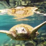 Introductory Beach Scuba Dive - What Makes This Tour Stand Out?