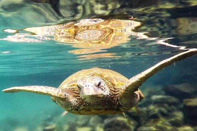 Introductory Beach Scuba Dive - What Makes This Tour Stand Out?