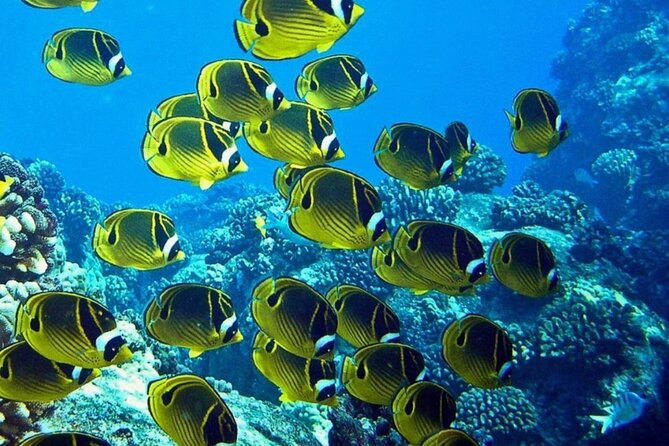 Introductory Beach Scuba Dive - Who Will Love This Experience?