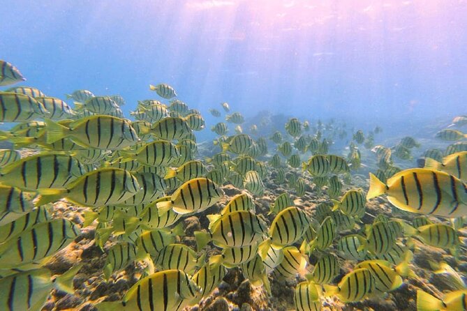 Introductory Beach Scuba Dive - FAQs