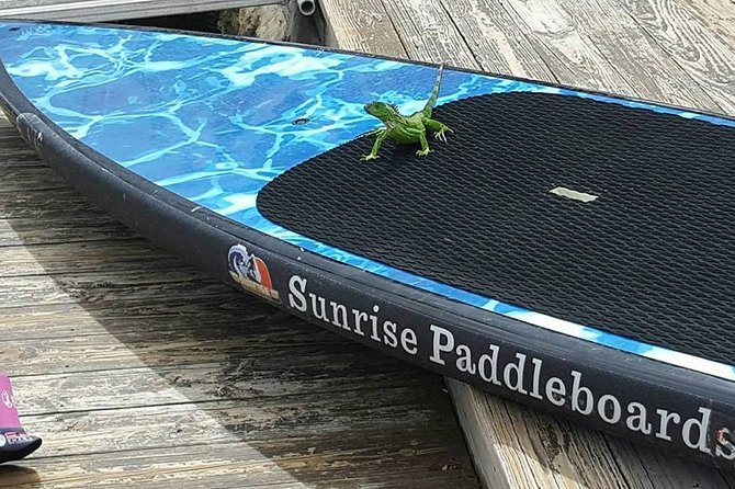 Island City ECO Paddle and Lesson to 9.3 Acre Nature Preserve - Pricing and Value: Is It Worth It?