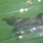 Island Paradise: Dolphin, Shelling, Birding Eco Boat Tour - FAQ
